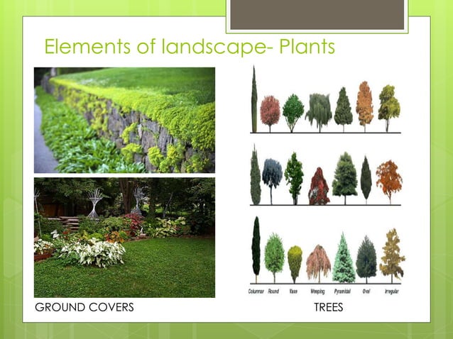 Elements of landscape | PPTX