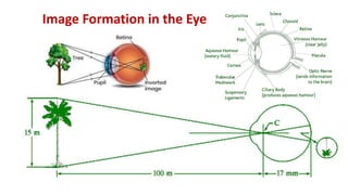 Elements of Visual Perception.pptx