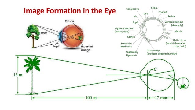 Elements of Visual Perception.pptx