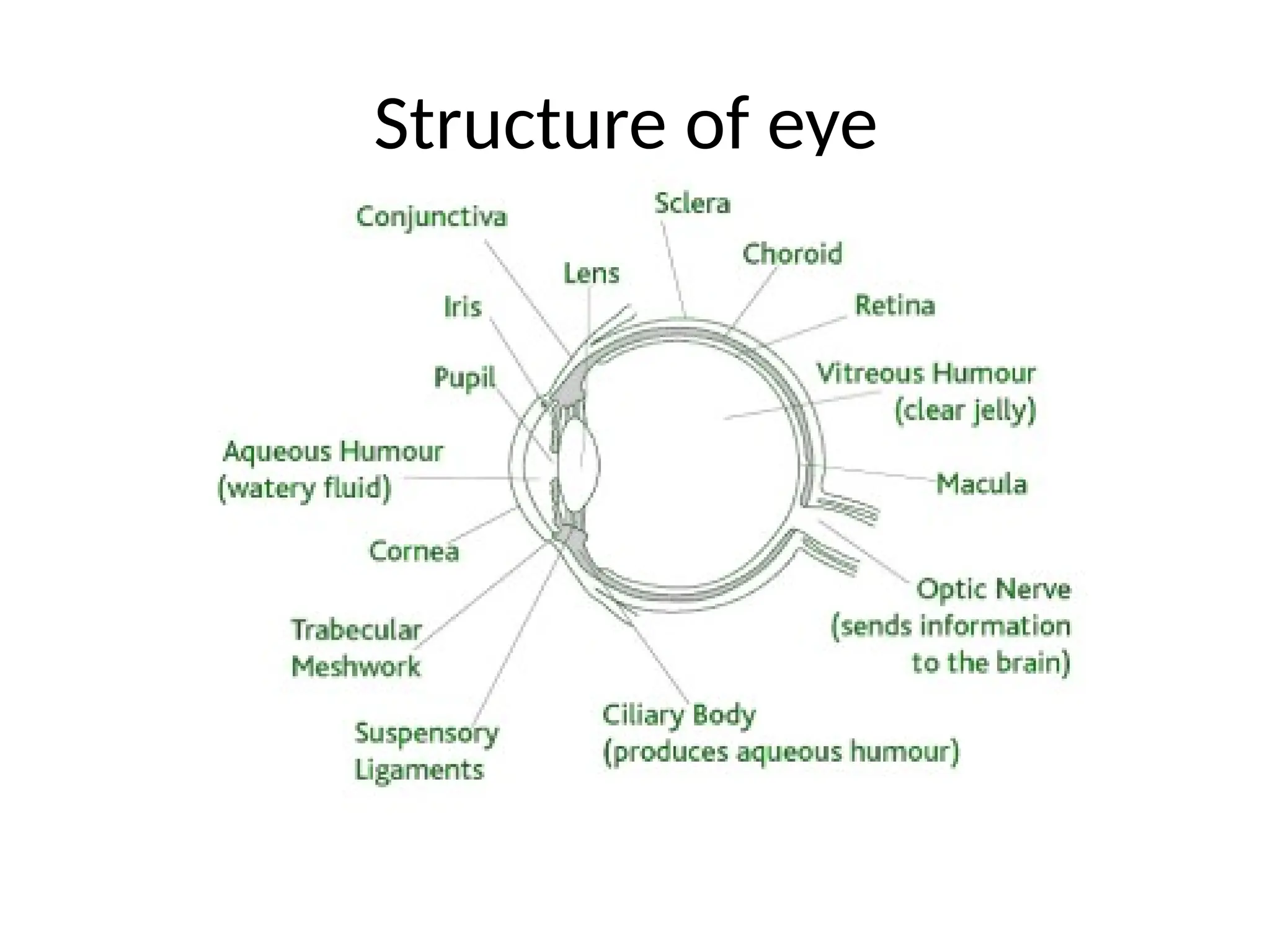 Elements of Visual Perception in digital image processing | PPTX