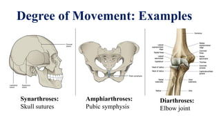 Elements to Arthrology | PDF