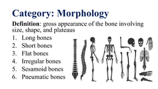 Elements to osteology | PDF