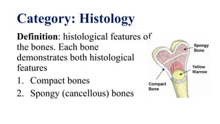 Elements to osteology | PDF