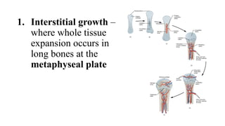 Elements to osteology | PDF