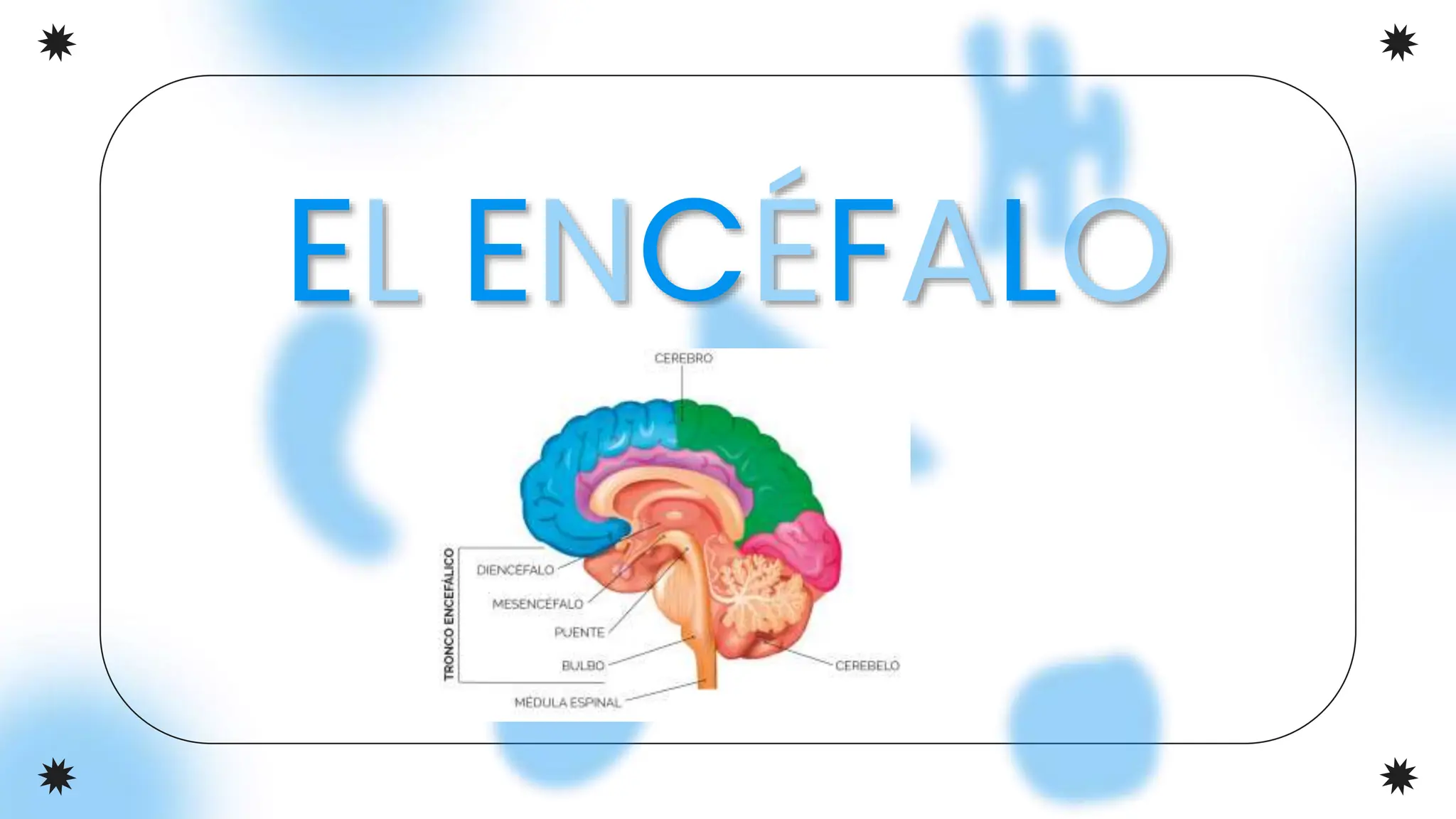 El encefalo. Neuroanatomía presentación. | PPTX
