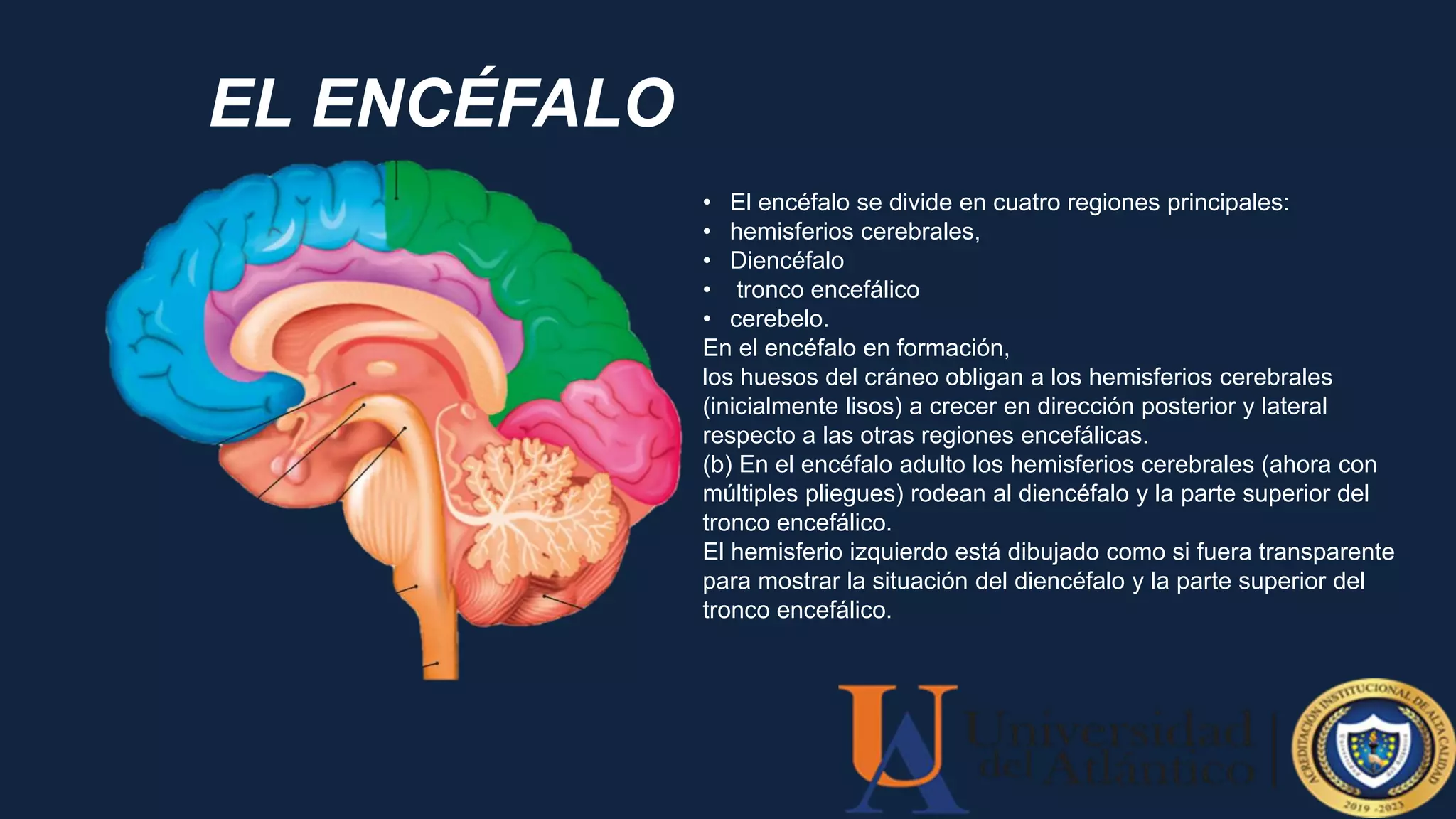 El encefalo diapo.pptx