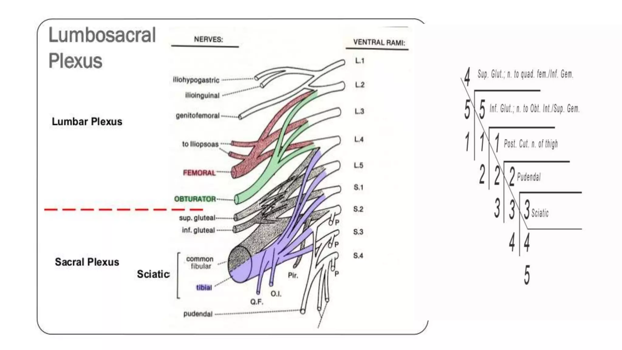 Eleni PN.pptx | Death, Injury, or Military Conflict | Sensitive Topics
