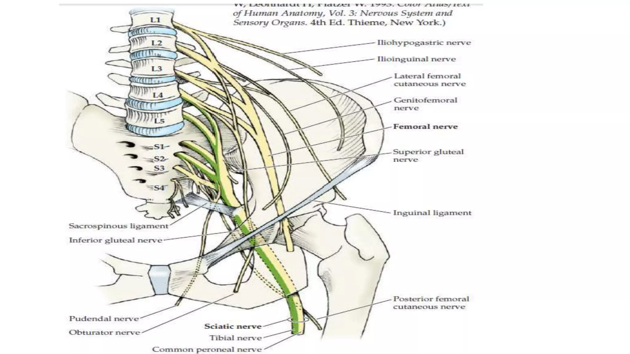 Eleni PN.pptx | Death, Injury, or Military Conflict | Sensitive Topics