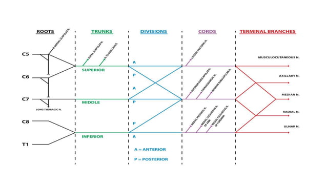 Eleni PN.pptx | Death, Injury, or Military Conflict | Sensitive Topics