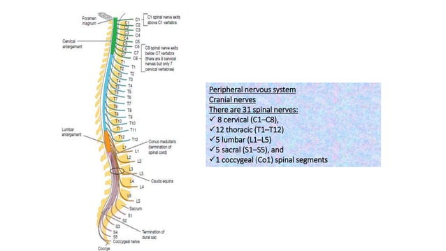 Eleni PN.pptx | Death, Injury, or Military Conflict | Sensitive Topics