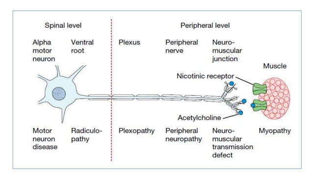 Eleni PN.pptx | Death, Injury, or Military Conflict | Sensitive Topics