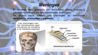 El entendimiento del funcionamiento del sistema nervioso y | PPT