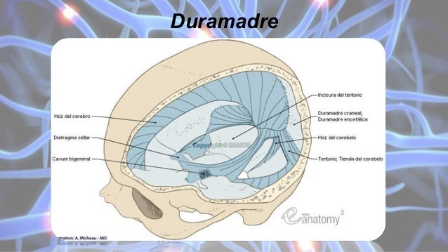 El entendimiento del funcionamiento del sistema nervioso y