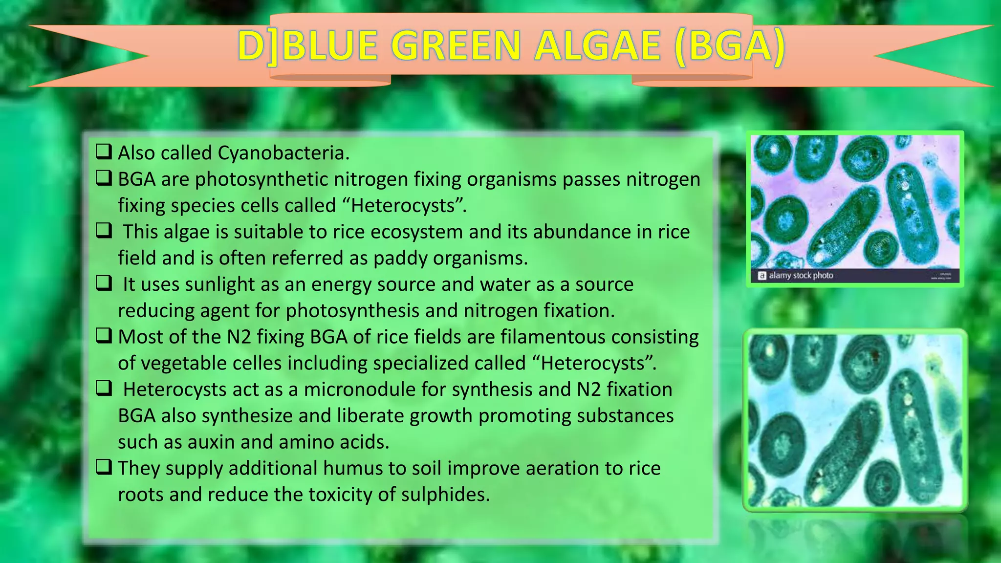 Biofertilizers | PPTX