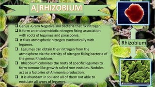 Biofertilizers | PPTX