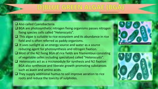 Biofertilizers | PPTX