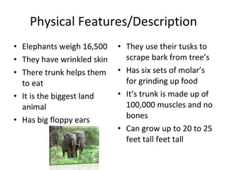 Elephant | PPT