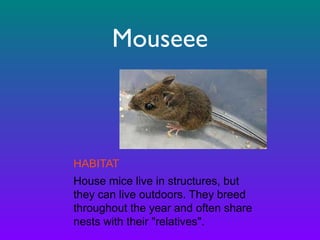 Elephants and Mice by Zoe | PPT