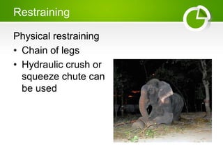 presentation on Elephant | PPTX