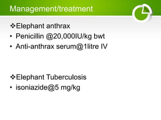 presentation on Elephant | PPTX