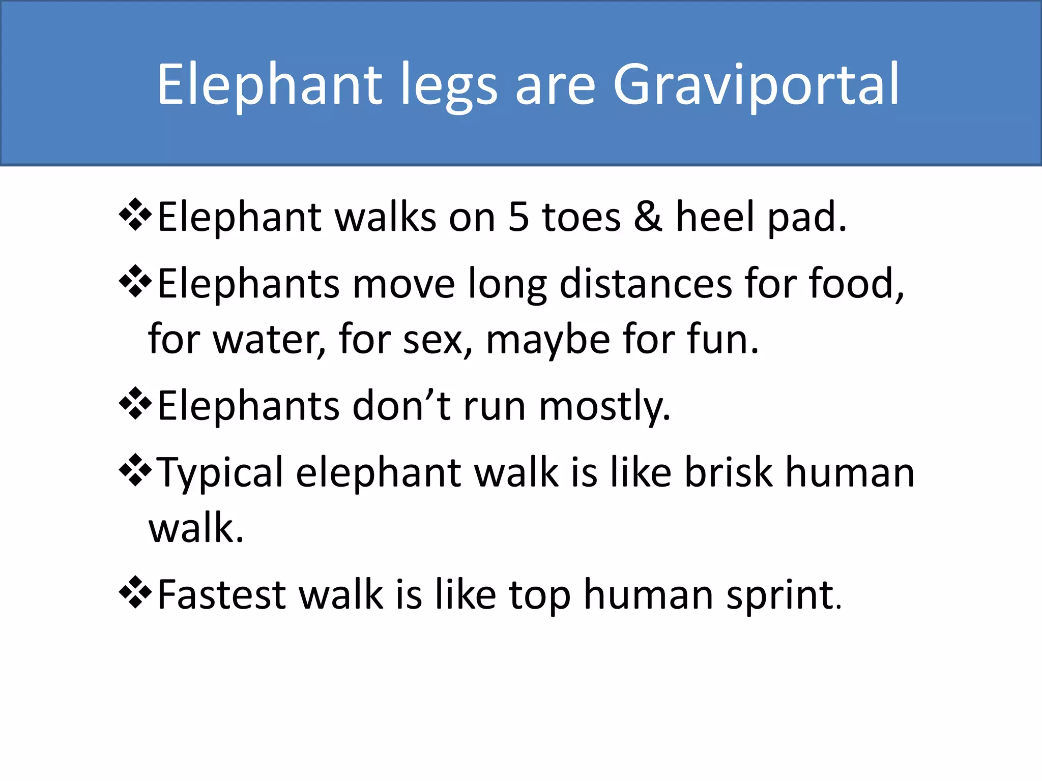 Elephant | PPTX