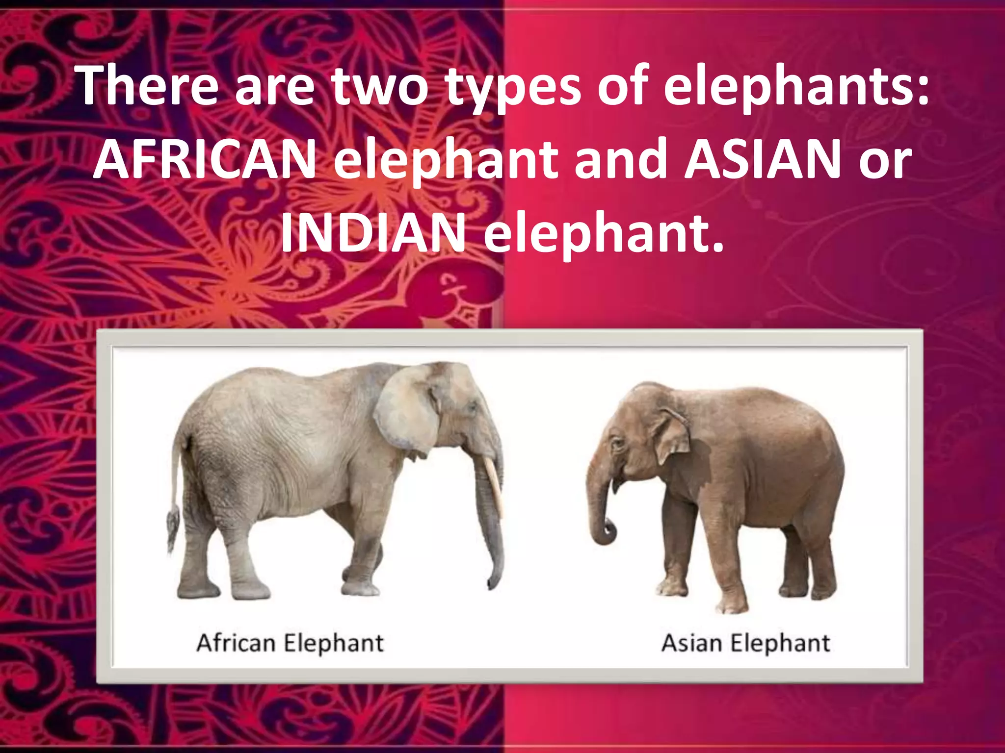 Elephant | PPTX