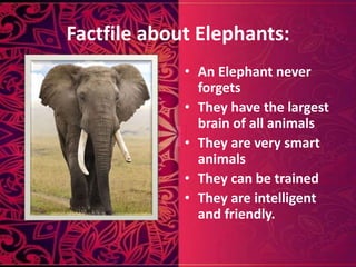 Elephant | PPTX