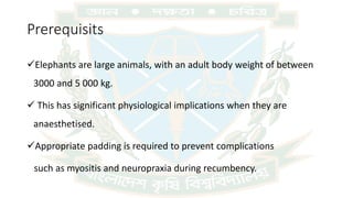 Elephant anesthesia | PPTX