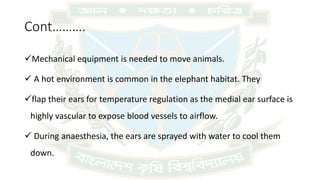 Elephant anesthesia | PPTX