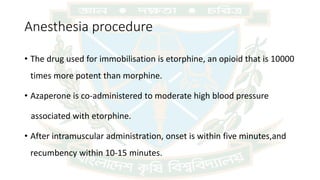 Elephant anesthesia | PPTX