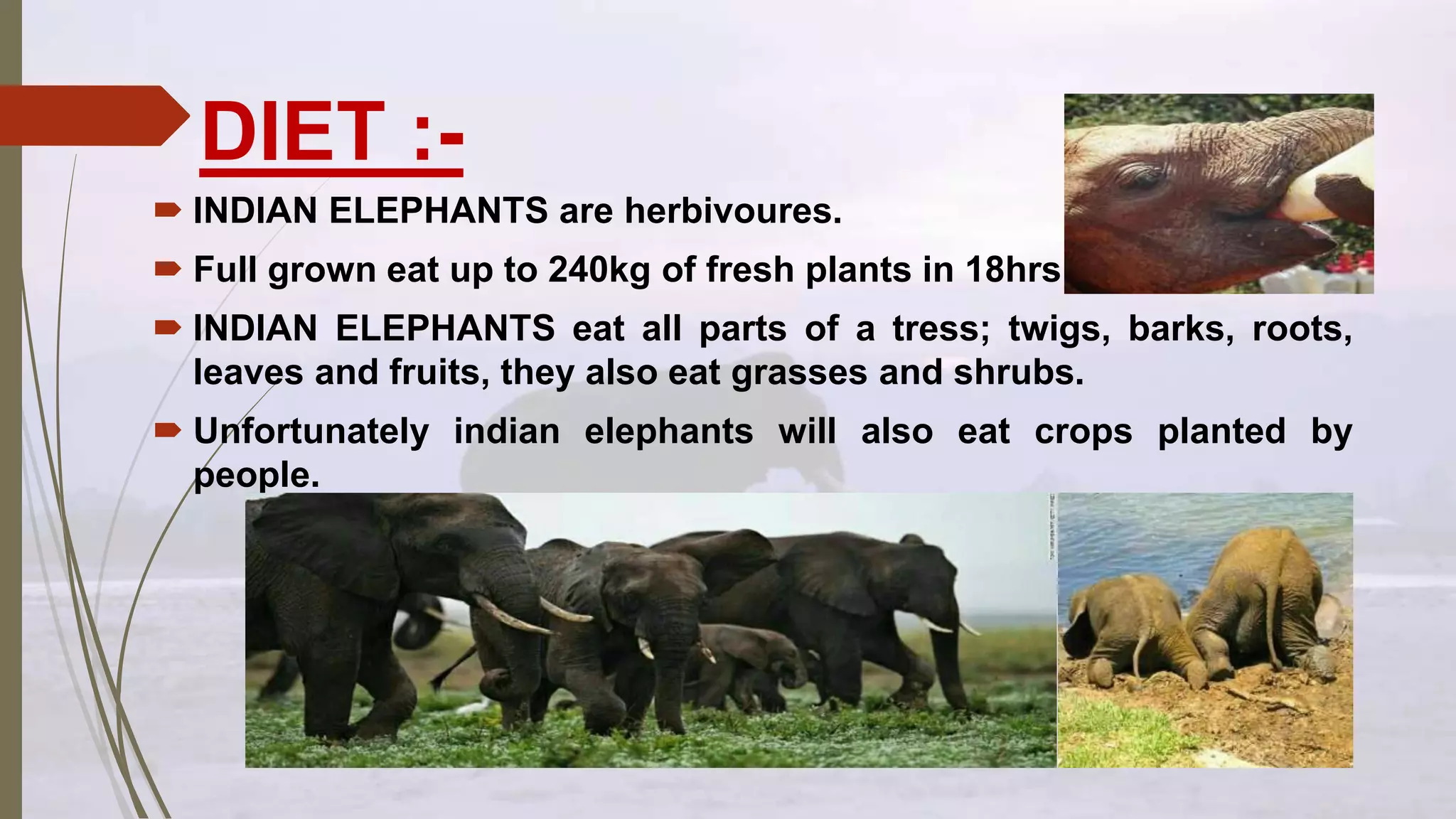 Indian Elephant (Elephas maximus) | PPT