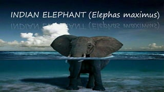 Indian Elephant (Elephas maximus) | PPT