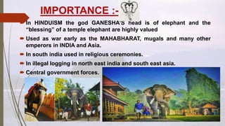 Indian Elephant (Elephas maximus) | PPT
