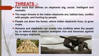 Indian Elephant (Elephas maximus) | PPT