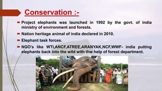 Indian Elephant (Elephas maximus) | PPT