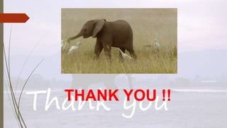 Indian Elephant (Elephas maximus) | PPT