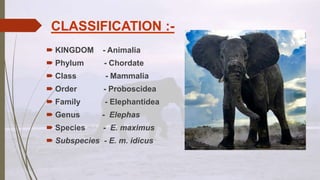 Indian Elephant (Elephas maximus) | PPT