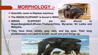 Indian Elephant (Elephas maximus) | PPT