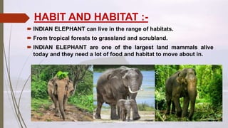 Indian Elephant (Elephas maximus) | PPT