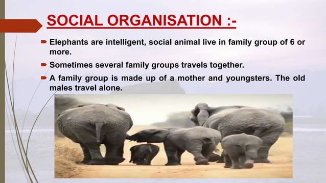 Indian Elephant (Elephas maximus) | PPT