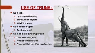 Indian Elephant (Elephas maximus) | PPT