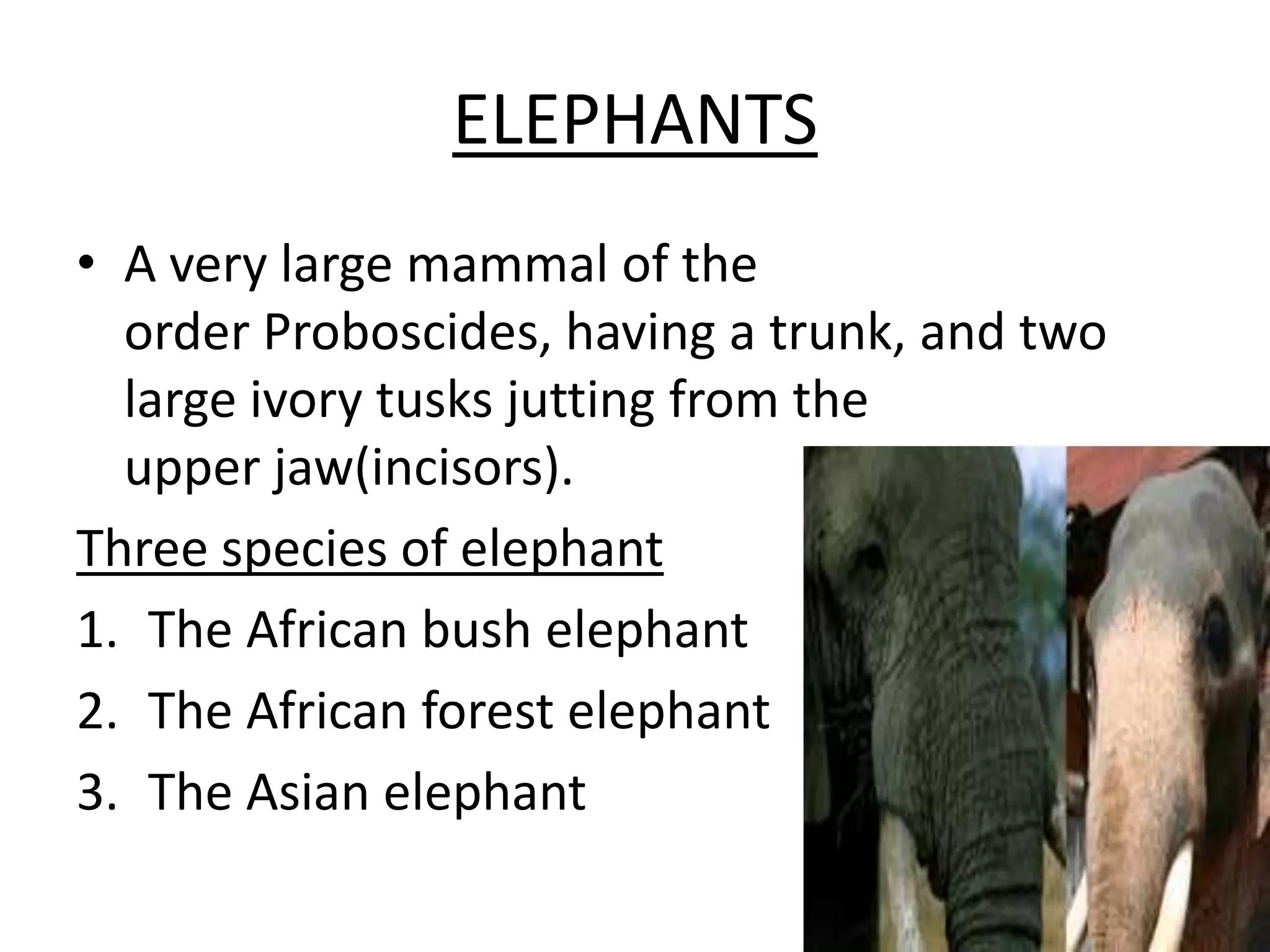 Elephant a keystone species alex | PPTX