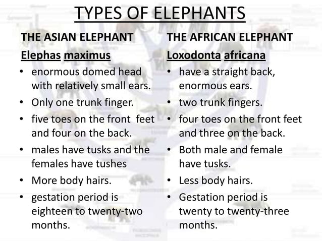 Elephant a keystone species alex | PPTX