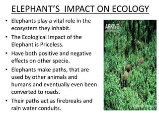 Elephant a keystone species alex | PPTX