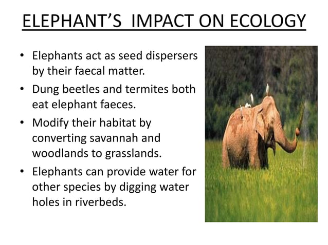 Elephant a keystone species alex | PPTX