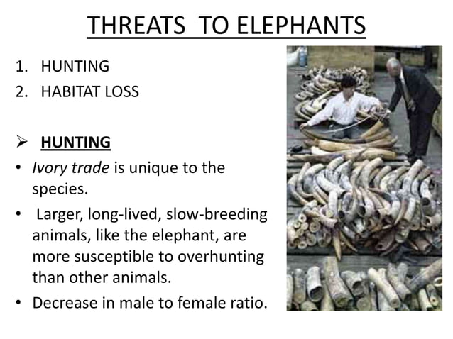 Elephant a keystone species alex | PPTX