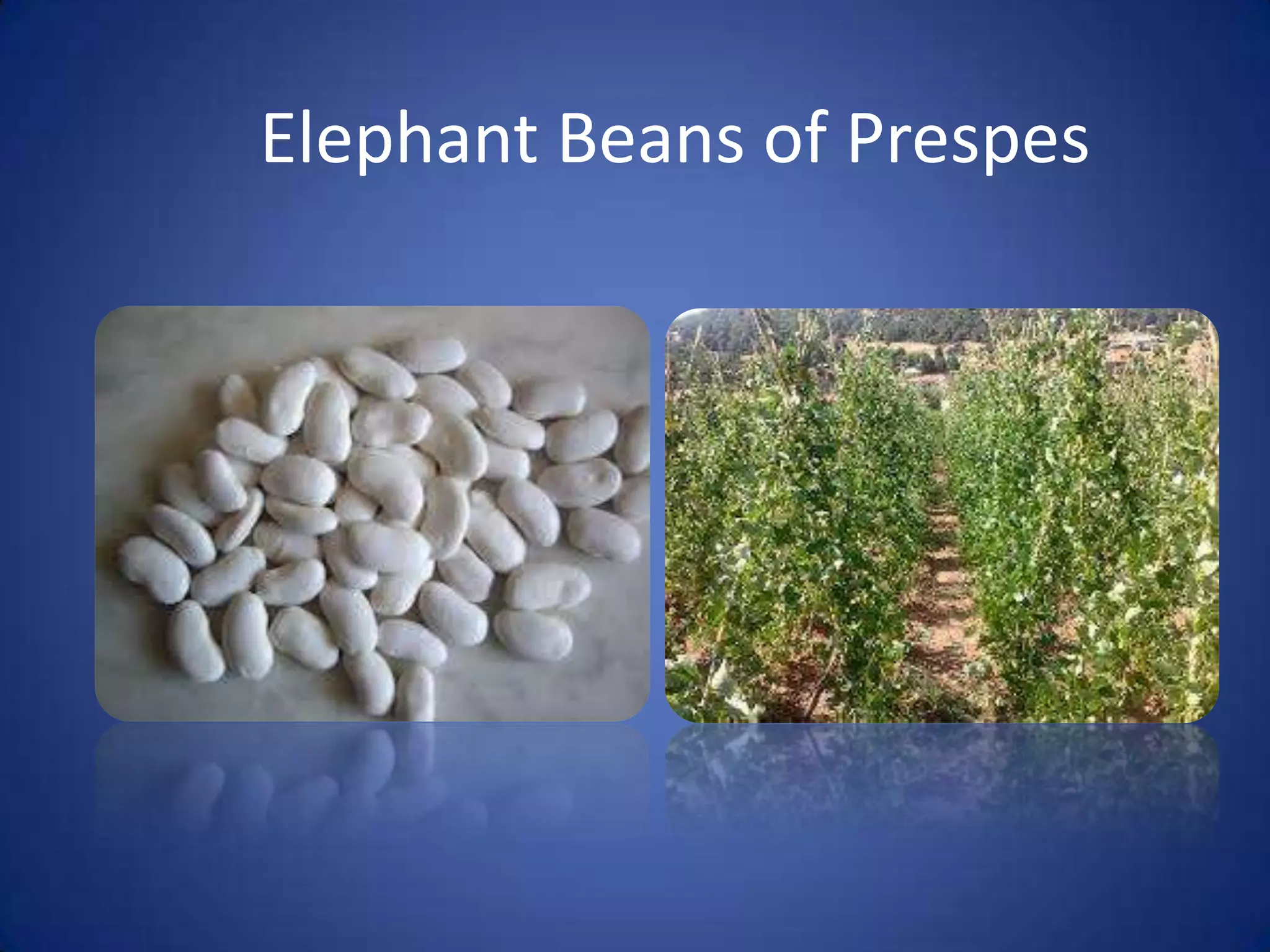 Elephant beans of Prespes | PPT