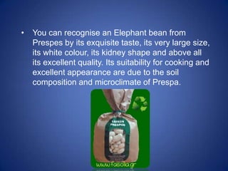 Elephant beans of Prespes | PPTX