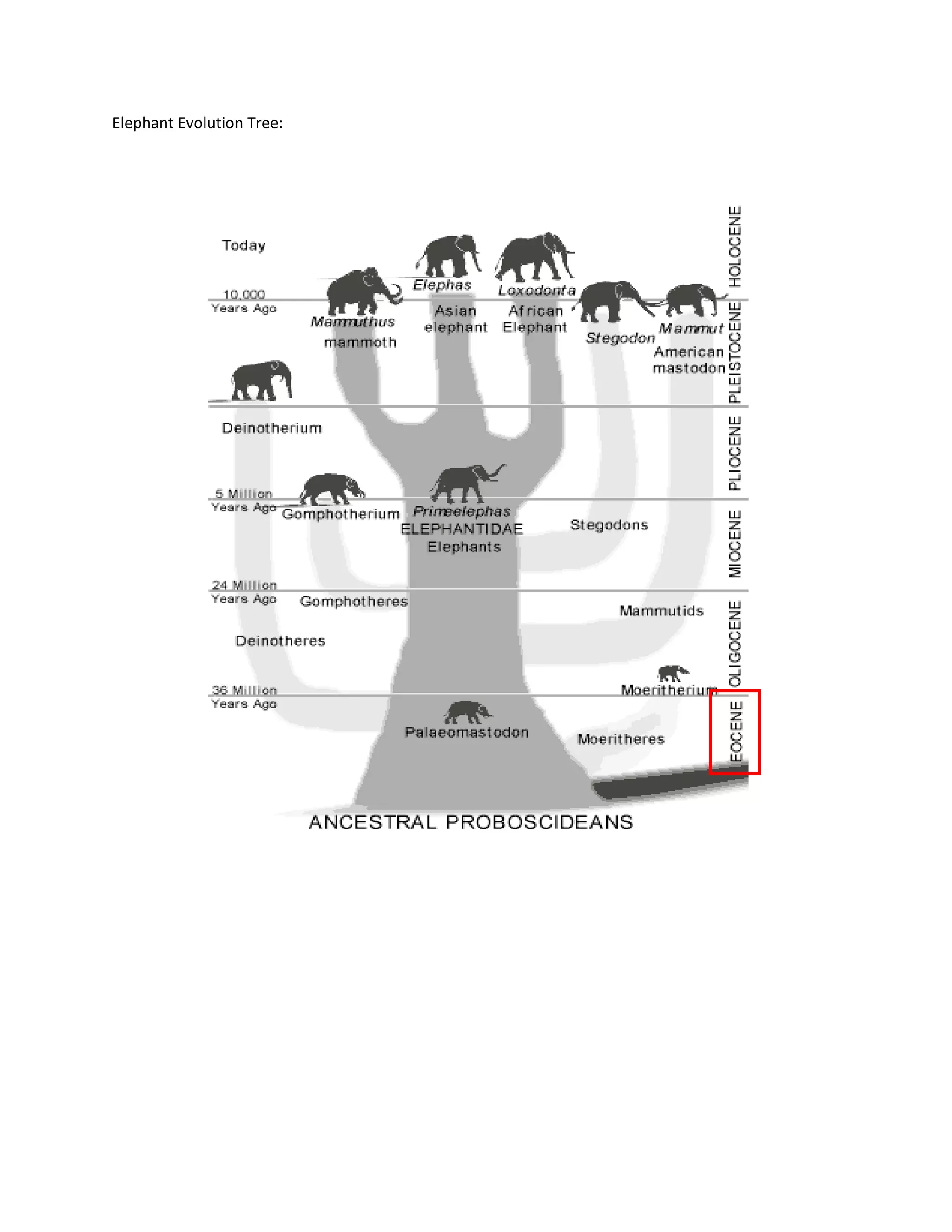 Elephant evolution tree | PDF