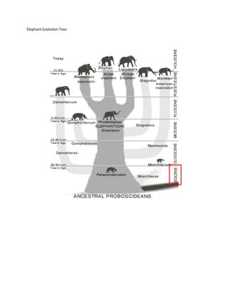 Elephant evolution tree | PDF